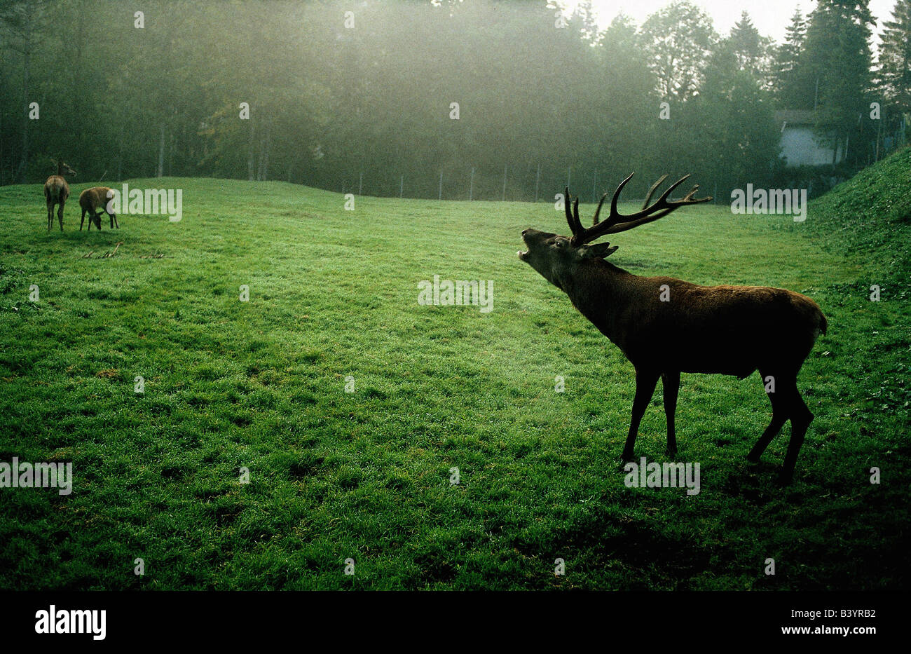 zoology / animals, mammal / mammalian, deers, Red Deer, (Cervus elaphus ...