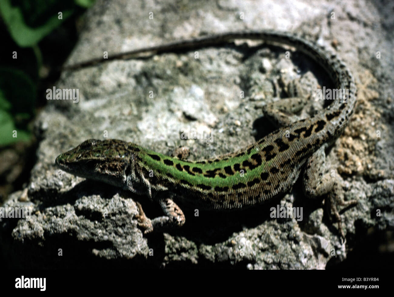 zoology / animals, reptiles, lizards, European green lizard, (Lacerta ...