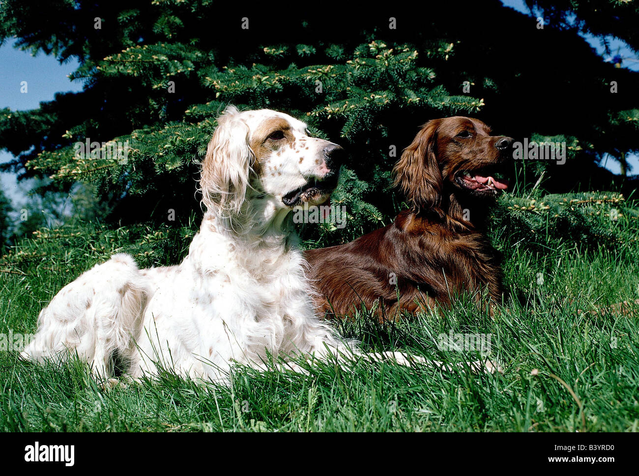 zoology / animals, mammal / mammalian, dogs, (canis lupus familiaris ...