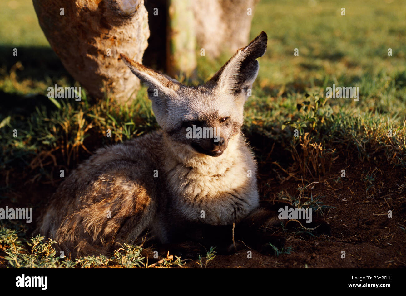 Namibia, Kalahari Desert. Bat-eared fox Otocyon megalotis under tree ...