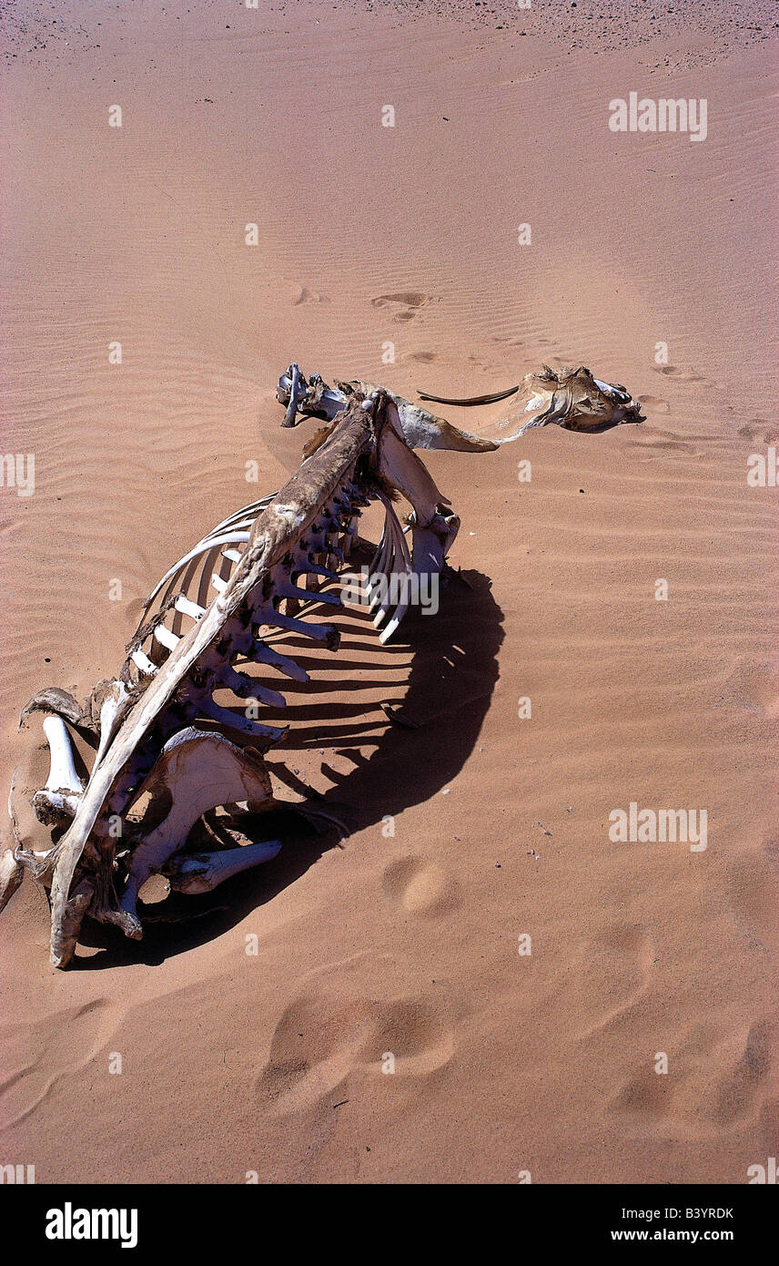 zoology / animals, mammal / mammalian, camels, skeleton of camel, in ...