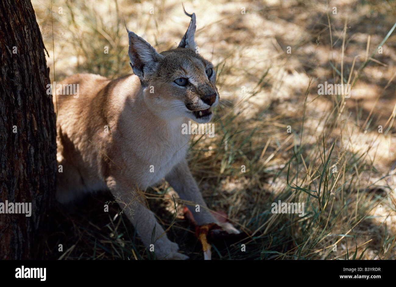 Namibia, Kalahari Desert. Caracal (Felis caracal) by tree Stock Photo ...