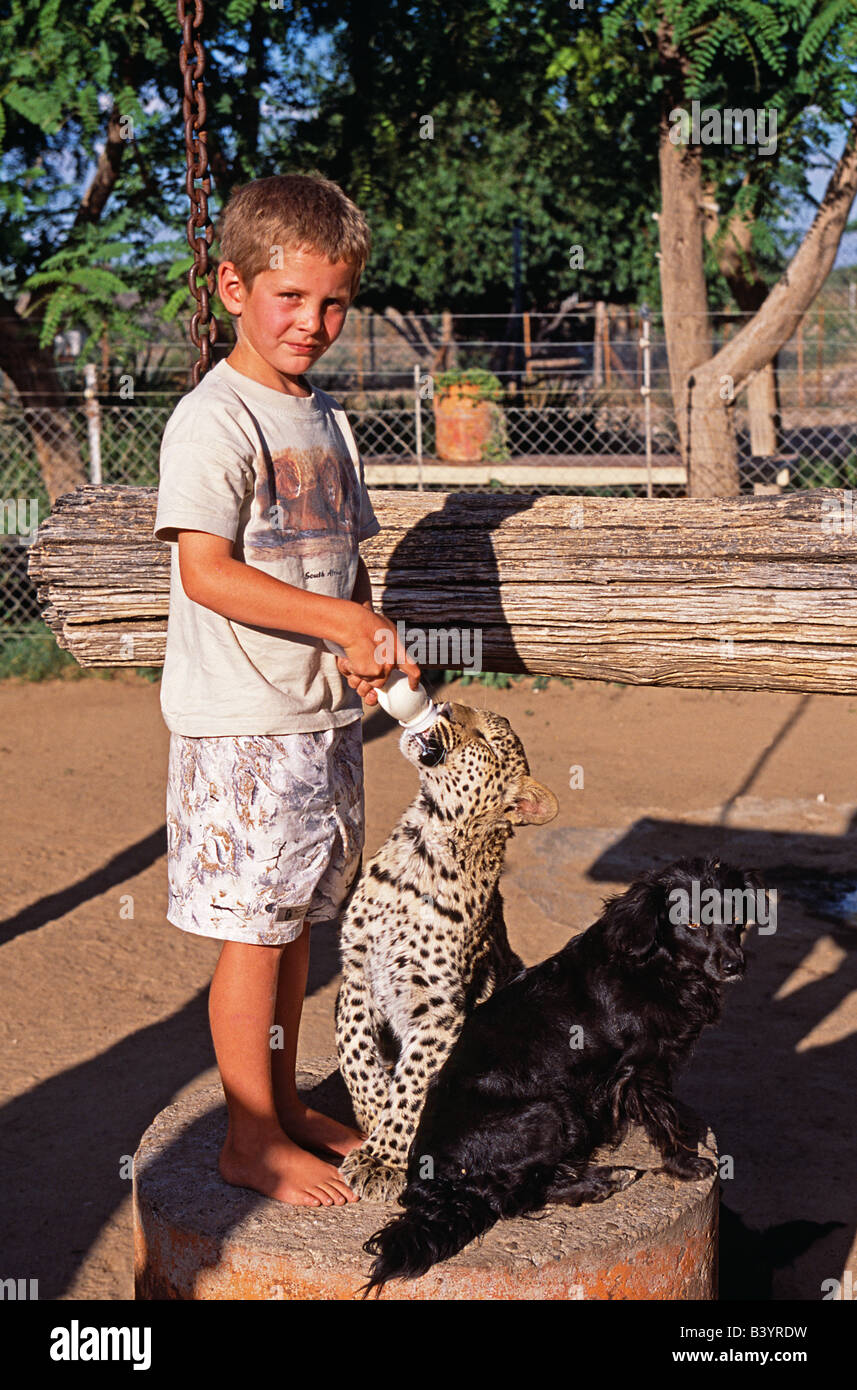 Namibia. Young boy bottle feeding young leopard cub at a conservation ...
