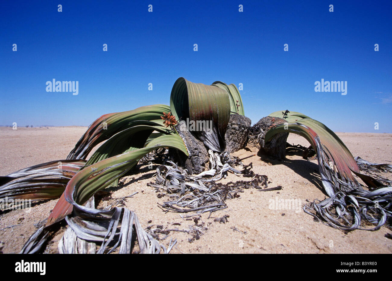 Welwitschia Mirabilis Tree High Resolution Stock Photography and Images ...