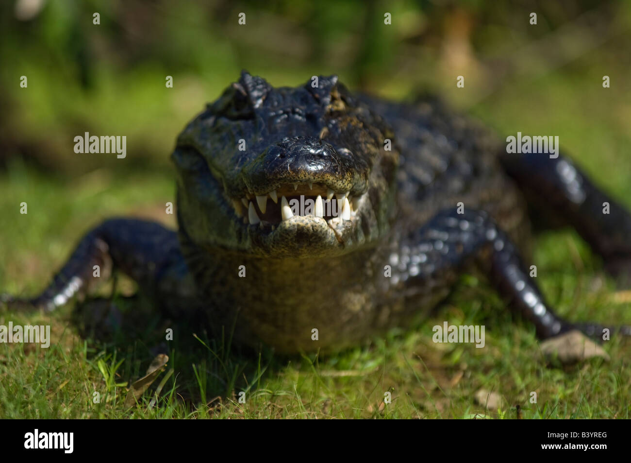 Jacare Caiman