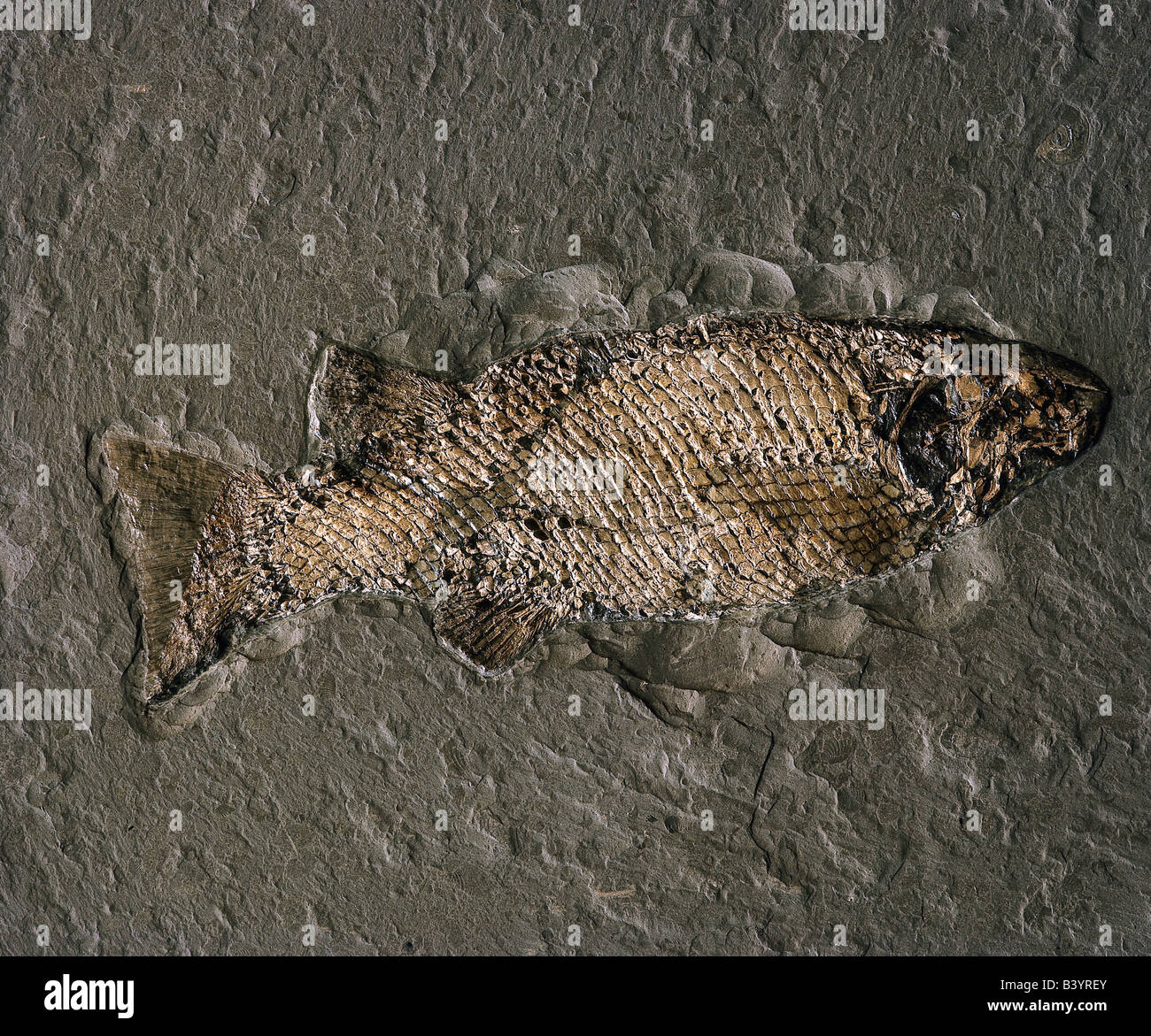 Jurassic fossils hi-res stock photography and images - Alamy