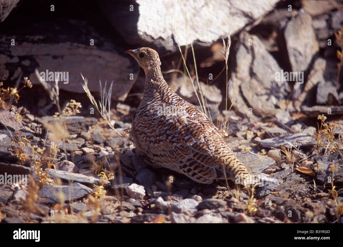 African grouse bird hi-res stock photography and images - Alamy