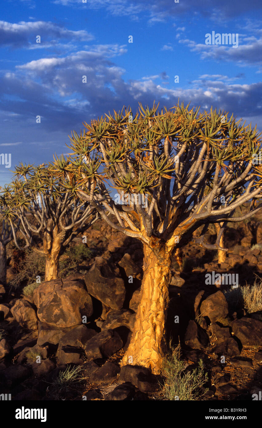 Namibia, Keetmanshoop. Quiver tree forest at sunrise Stock Photo - Alamy