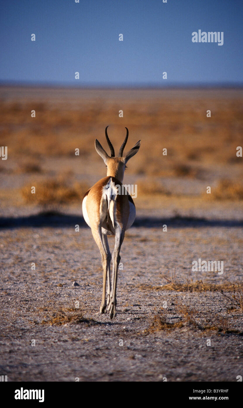 Namibia, Etosha National Park. Rear view of gazelle walking away ...