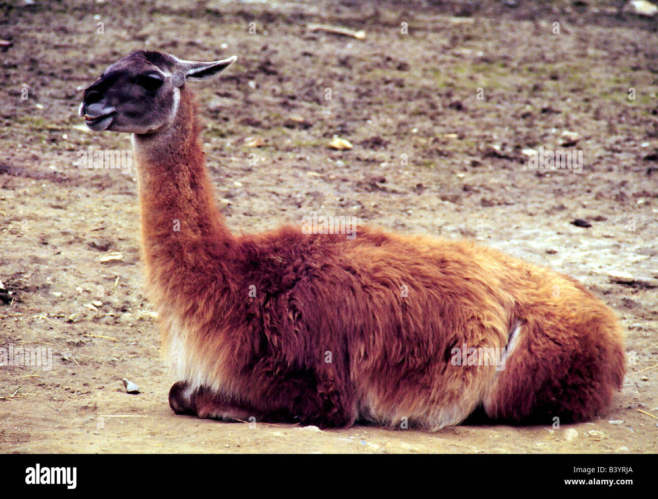 zoology / animals, mammal / mammalian, camels, llama, guanaco (llama ...