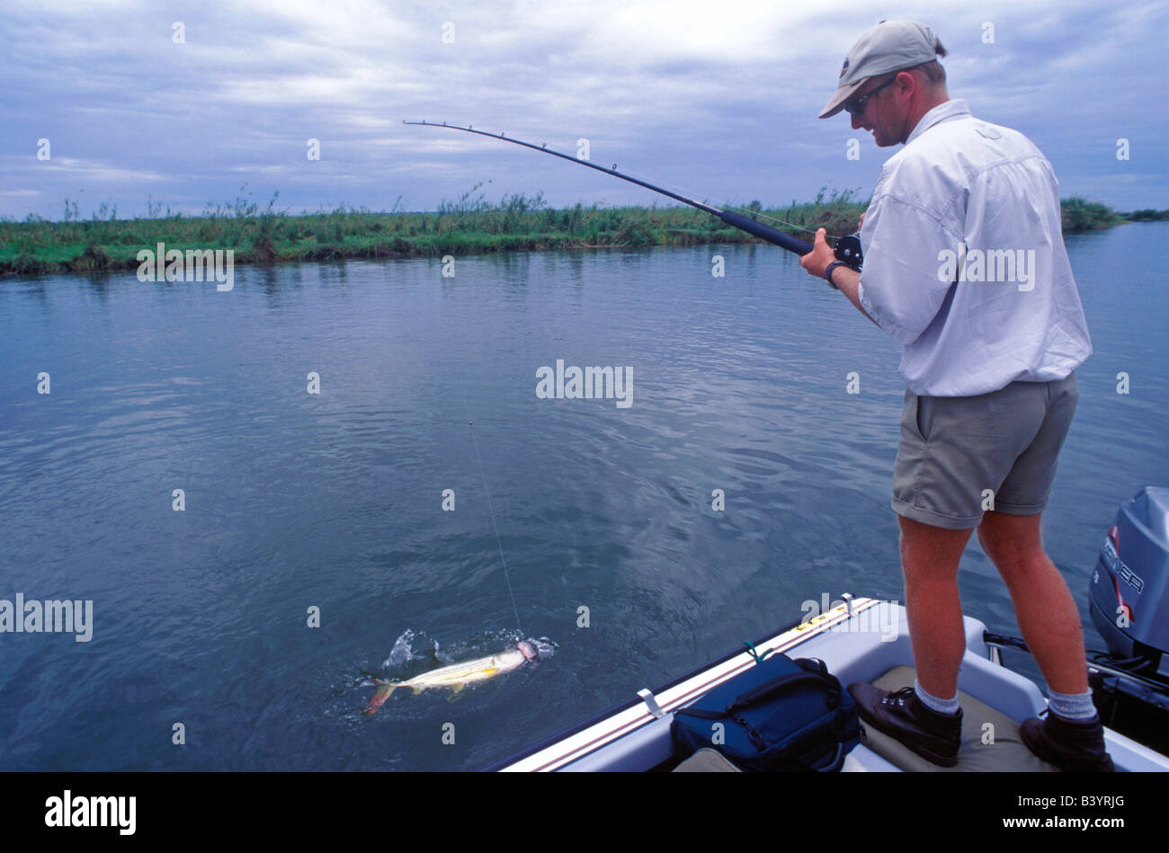 Namibia, Caprivi Strip, Zambezi River. Tiger fish caught on bait fish ...