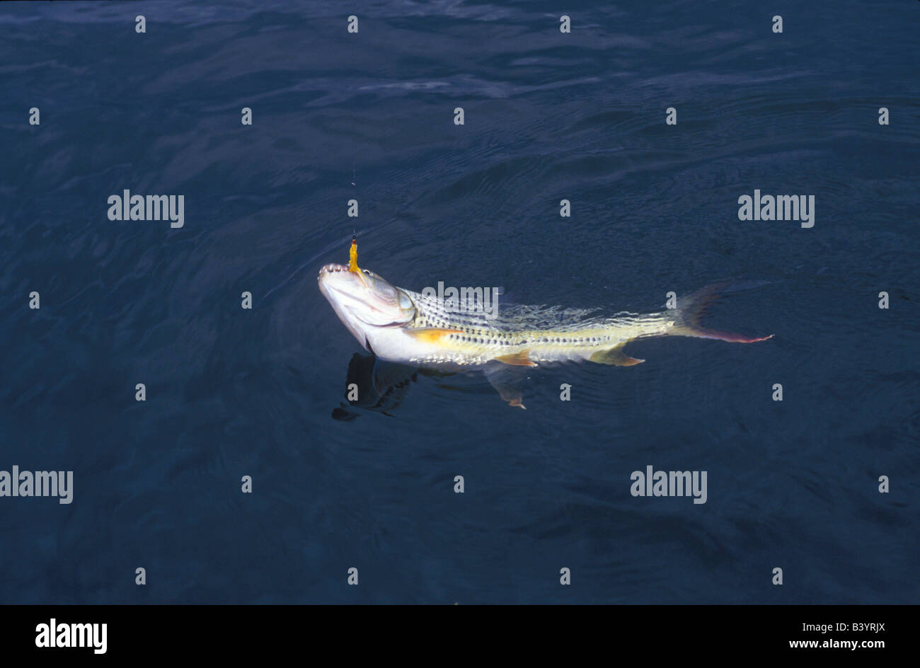 Namibia, Caprivi Strip, Zambezi River. Tiger fish caught on the fly ...
