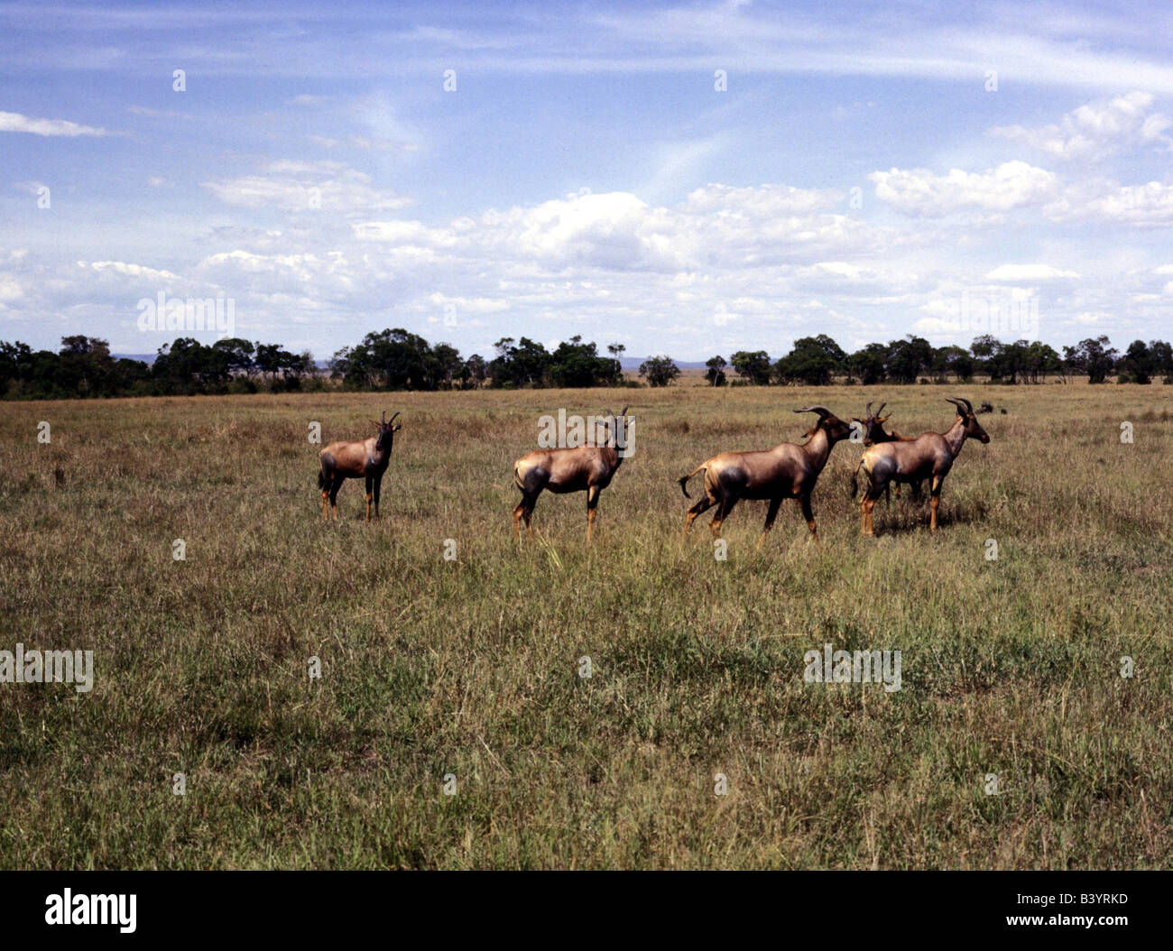 Antelope afric hi-res stock photography and images - Alamy
