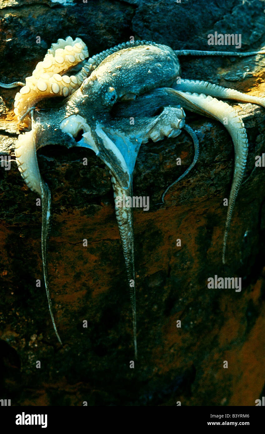 zoology / animal, mollusc, Common octopus, (Octopus vulgaris), lying ...