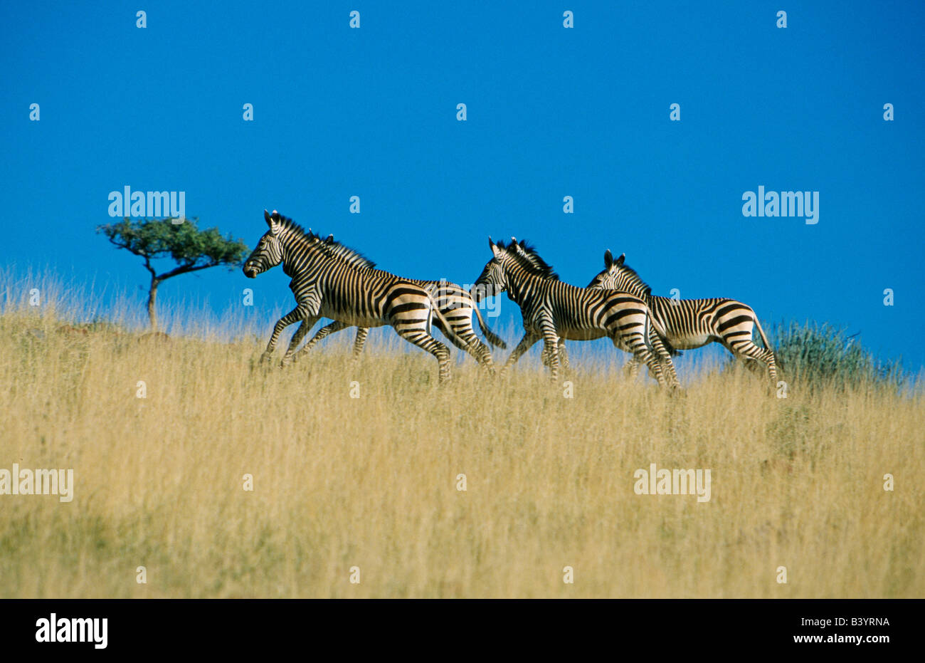 Namibia, Namib desert. Herd of Hartmann's Mountain Zebra gallop up a ...