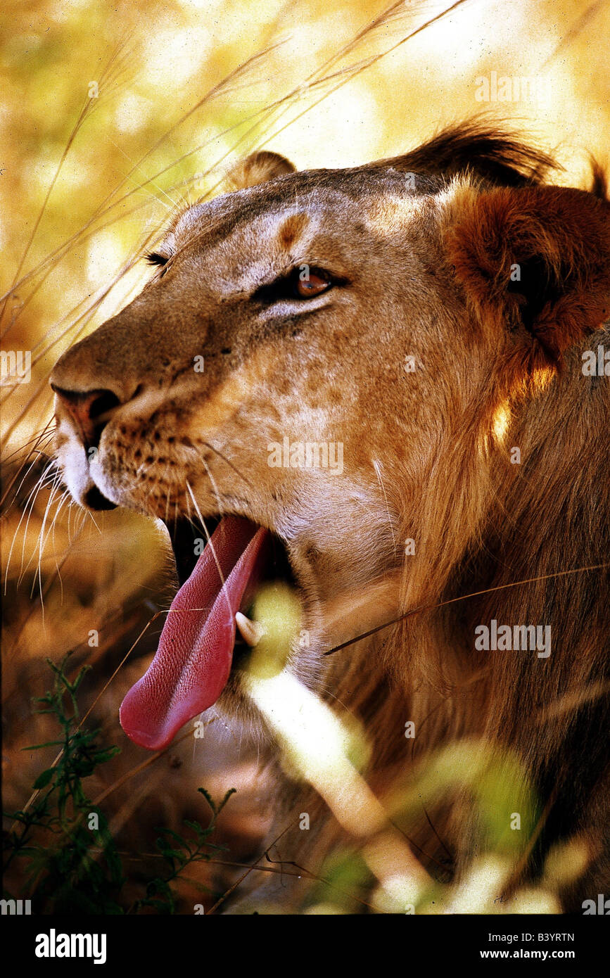 zoology / animals, mammal / mammalian, Felidae, Lion (Panthera leo ...