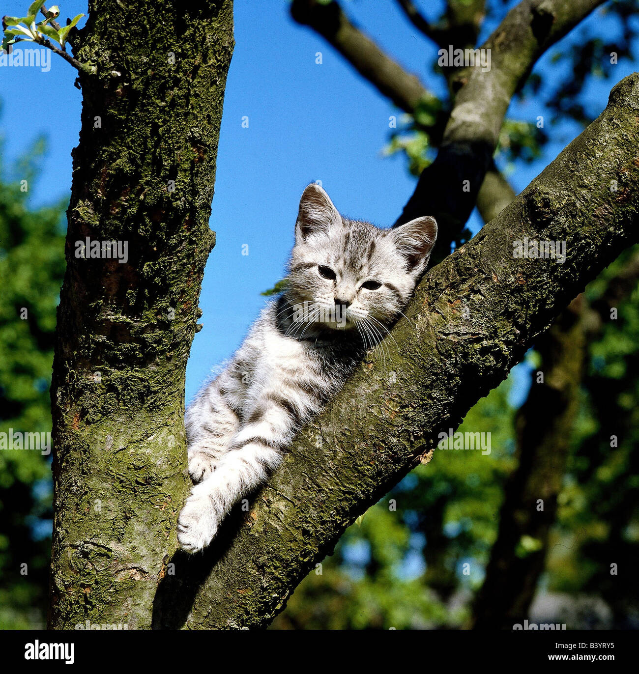 zoology / animals, mammal / mammalian, cats, (Felidae), domestic cat ...
