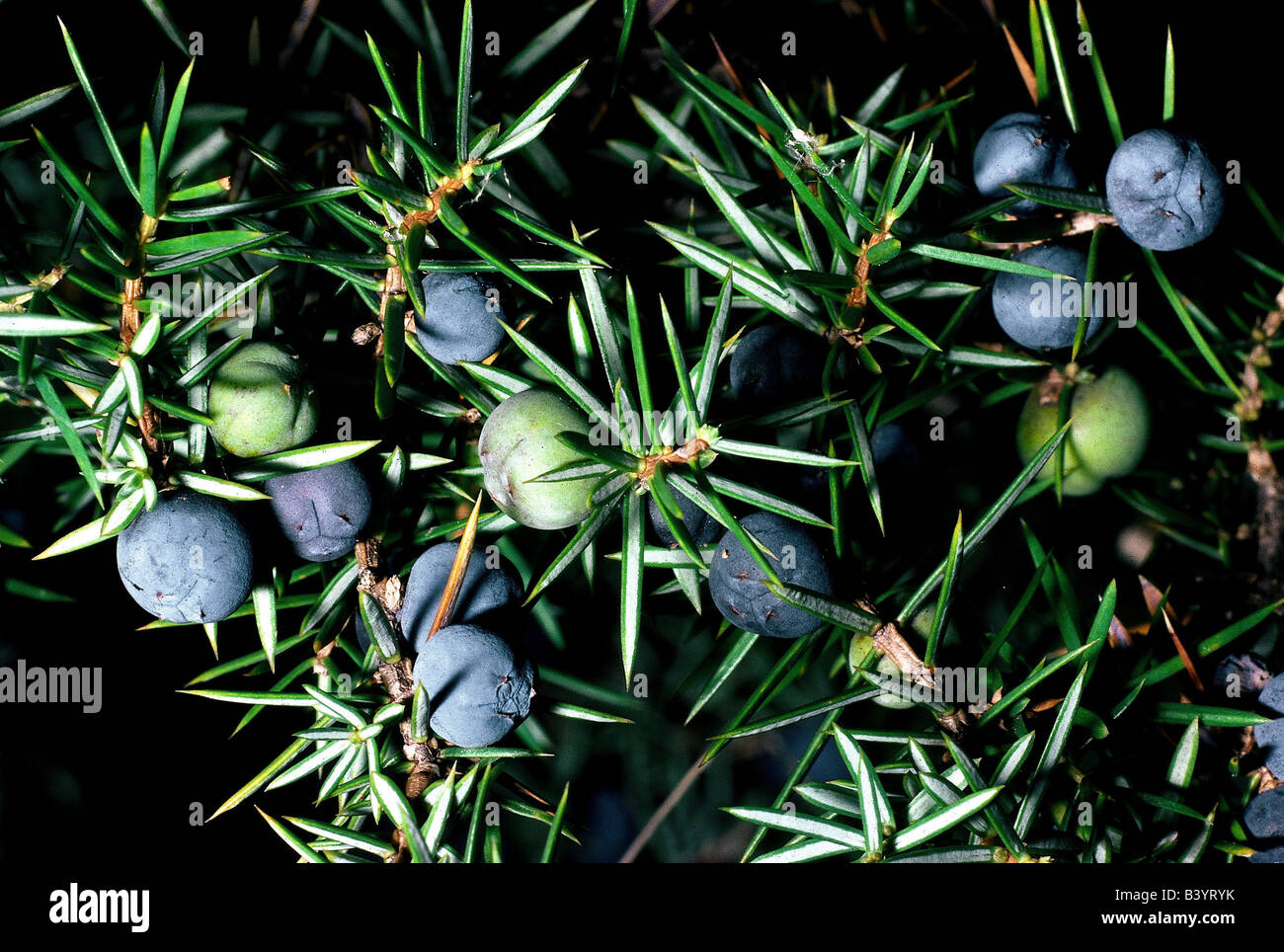 Botany Common Juniper Juniperus Communis Fruits At Branch Berry Berries Cupressaceae