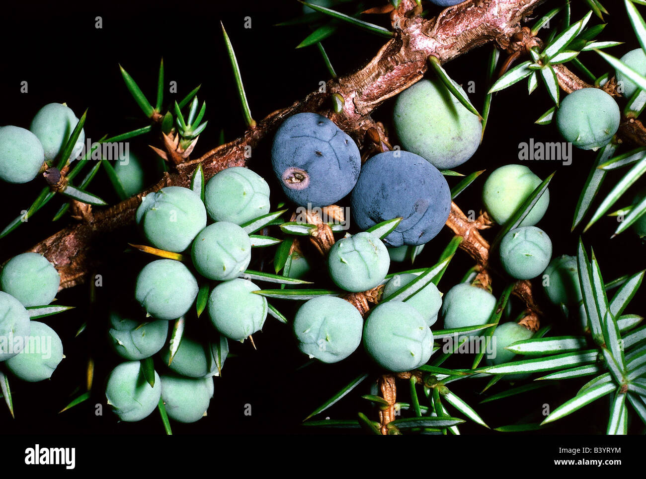 botany, Common Juniper, (Juniperus communis), fruits at branch, berry ...