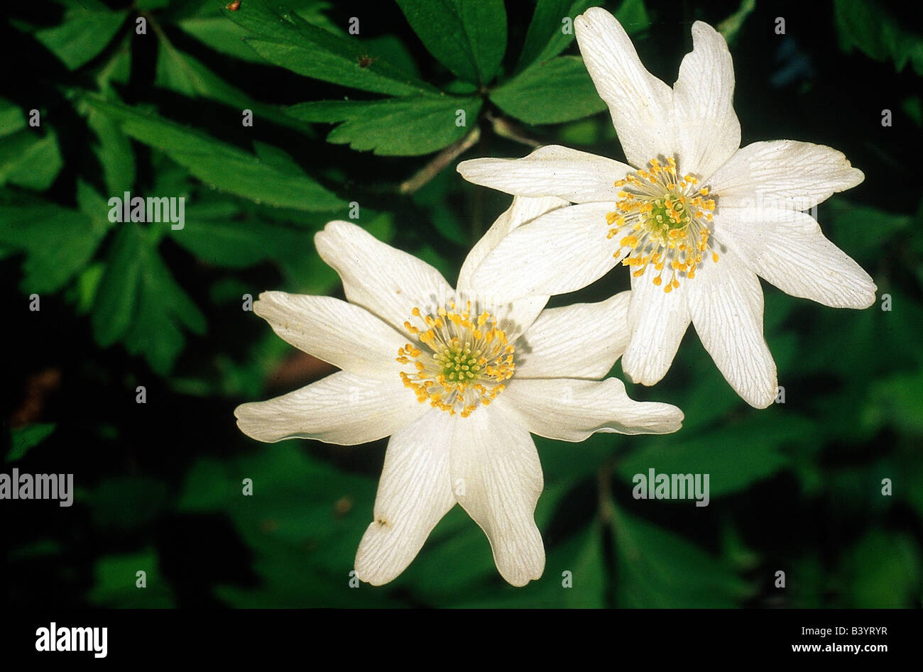 botany, Martagon lily, (Lilium martagon), blossoms, at shoot, Turks-cap ...