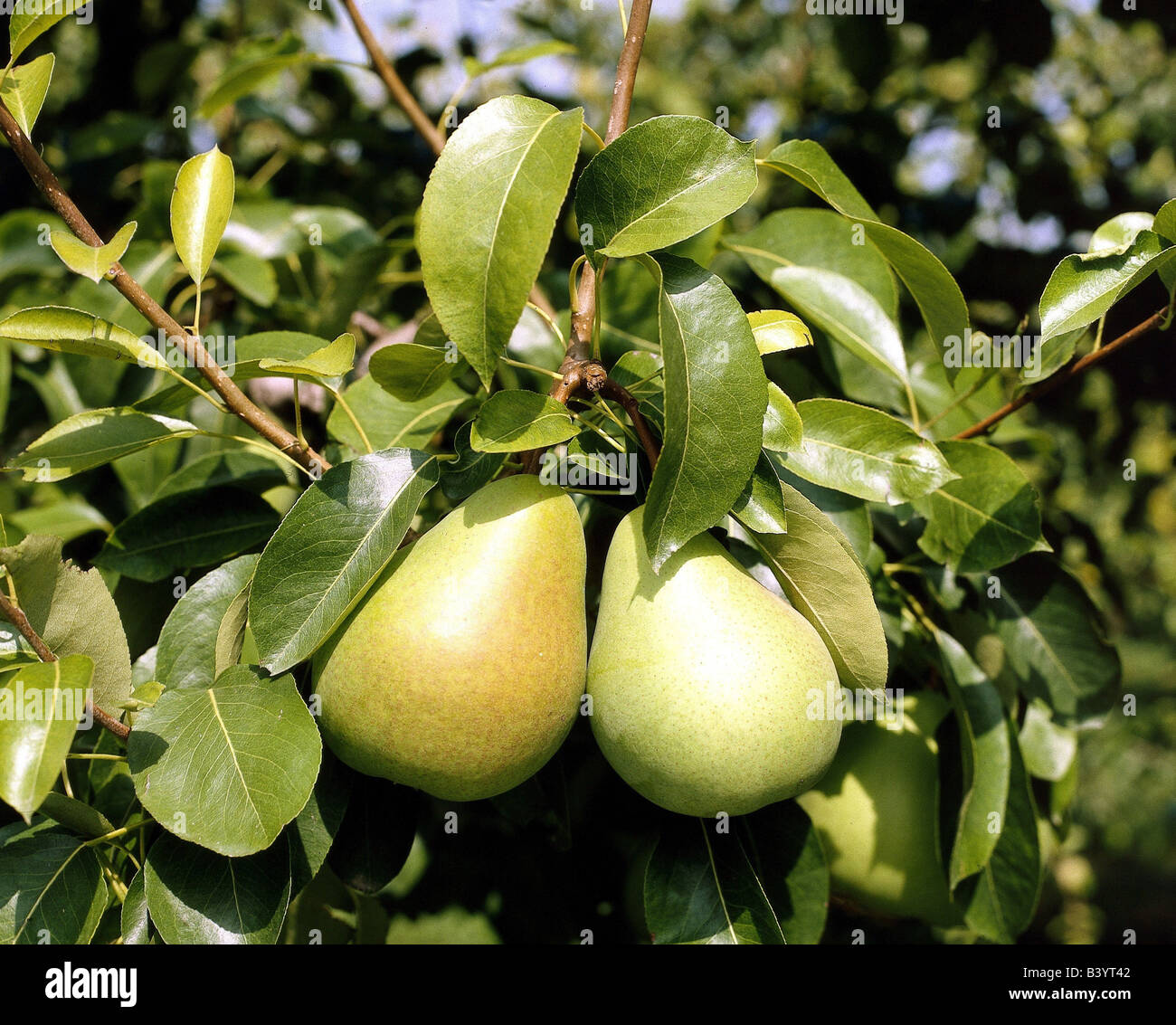 botany, European Pear, (Pyrus communis), "Alexander Lucas", pears, at ...