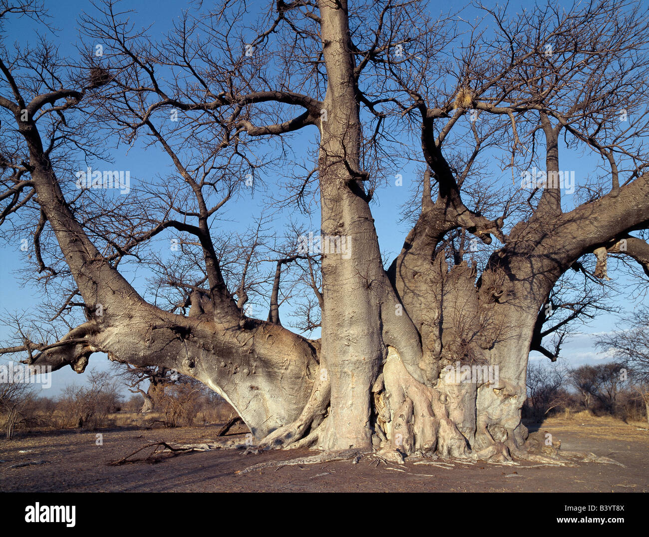 Namibia, East Bushmanland, Tsumkwe. The Grootboom baobab tree in ...