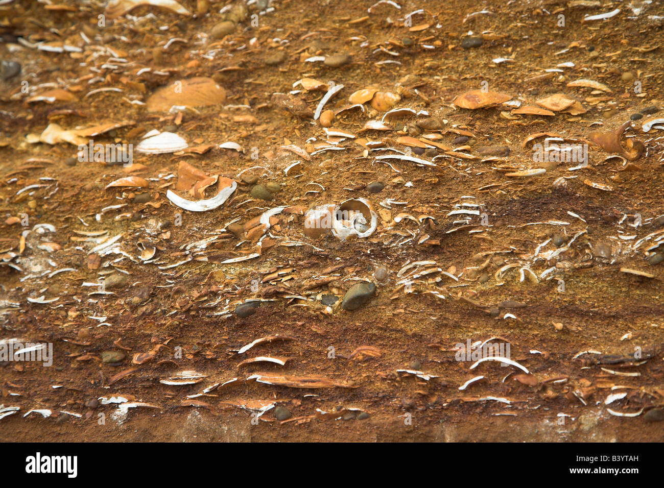 Red crag rock deposits with shells and cross bedding exposed at a ...