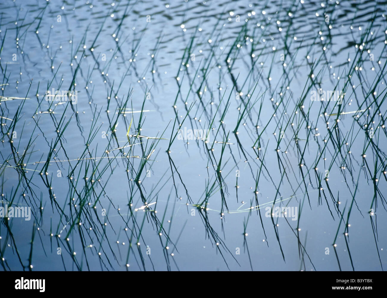 Reed blades hi-res stock photography and images - Alamy