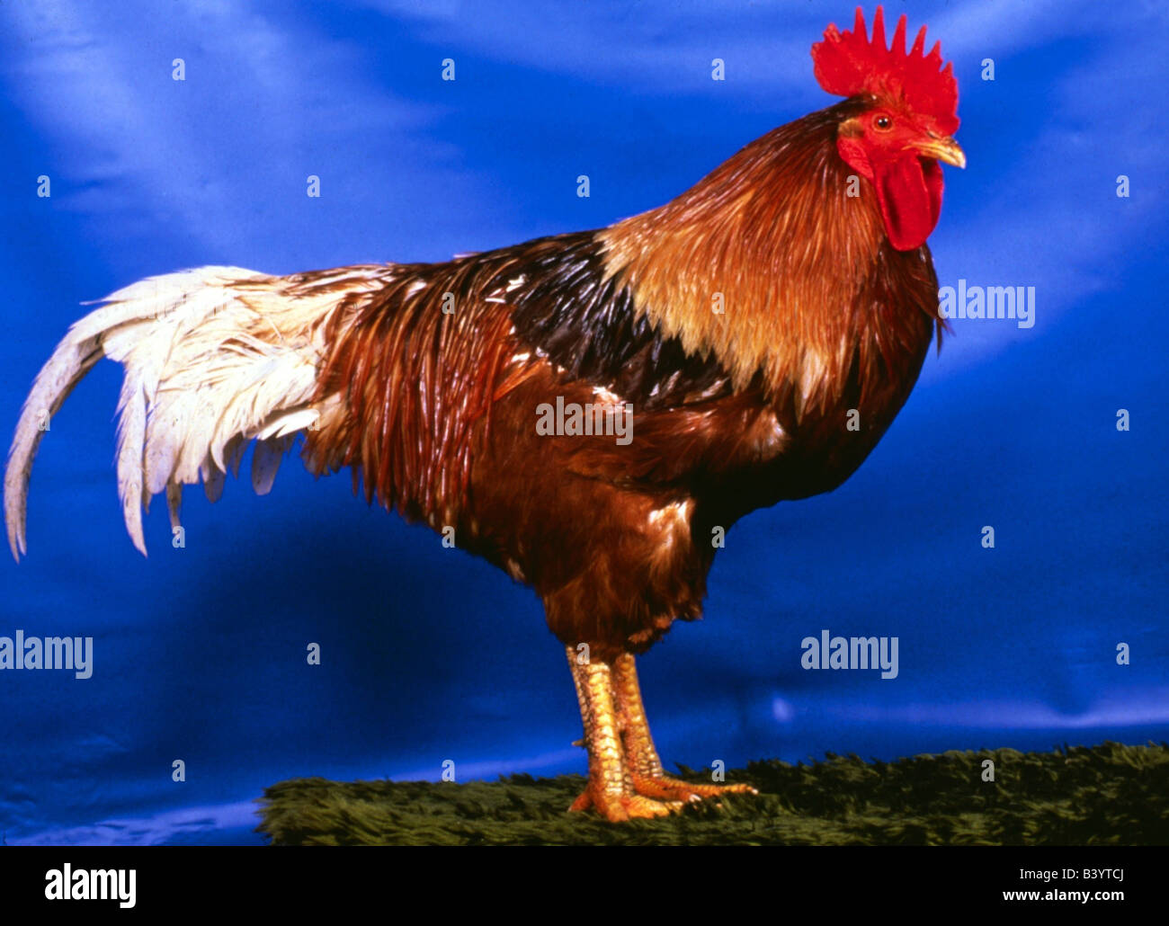 zoology / animals, avian / birds, chicken, (Gallus gallus domesticus ...