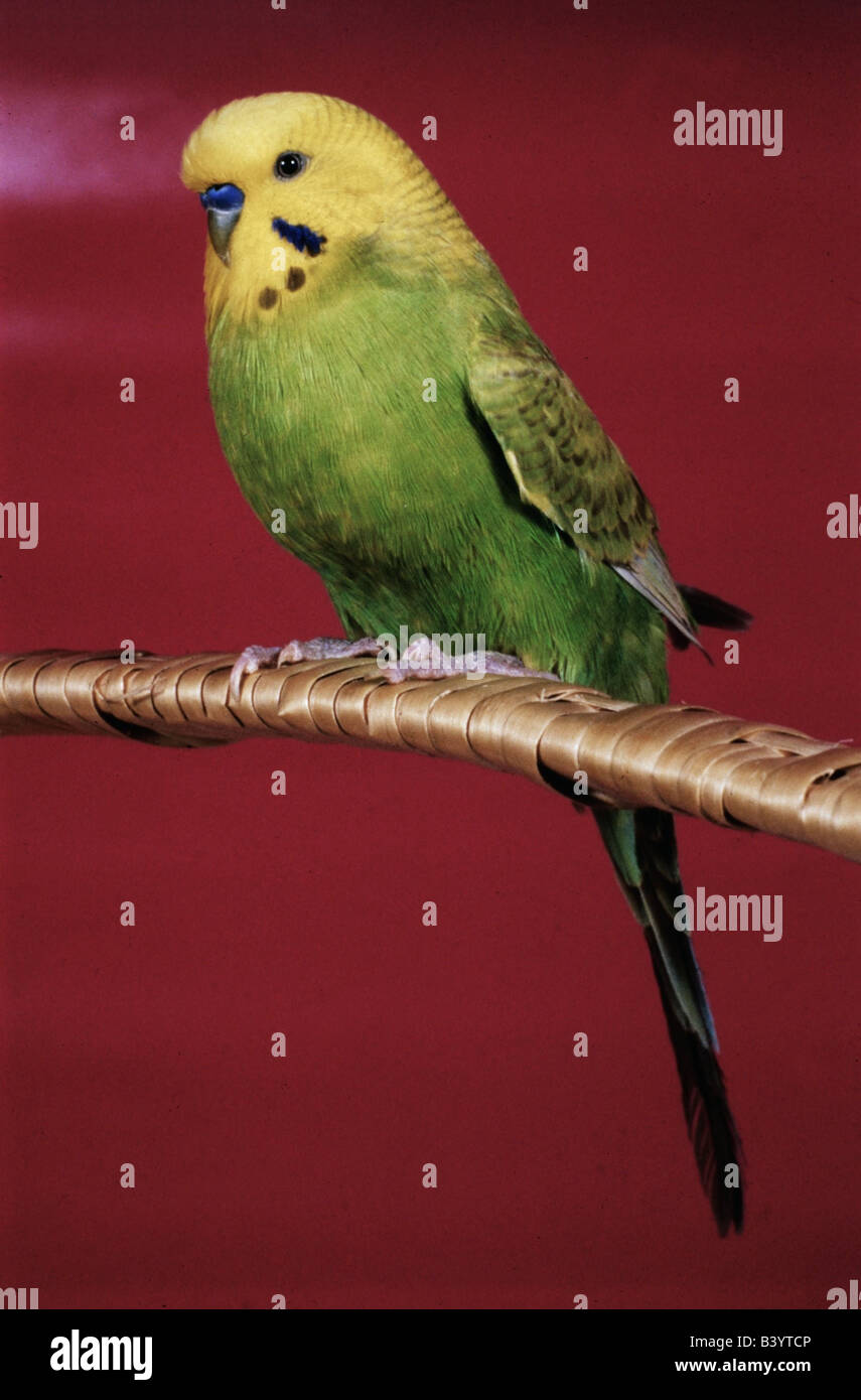 zoology / animals, avian / bird, Budgerigar, (Melopsittacus undulatus ...