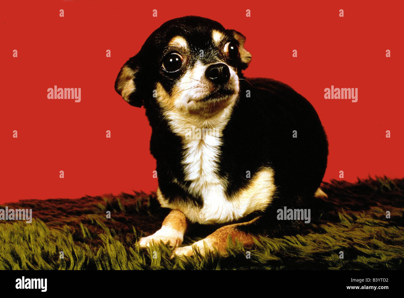 zoology / animals, mammal / mammalian, dogs, (canis lupus familiaris ...