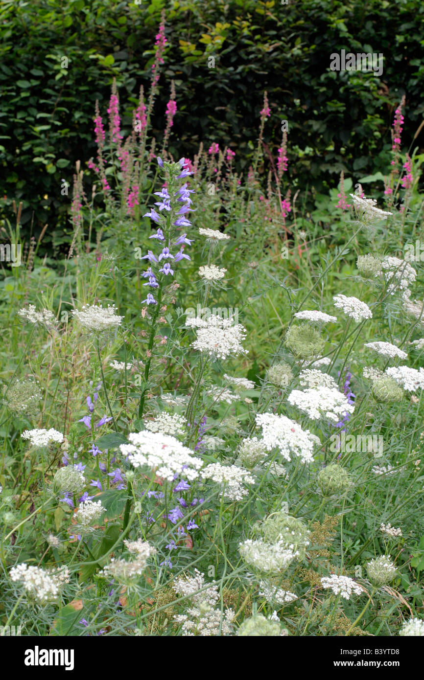 Lobelia Siphilitica High Resolution Stock Photography and Images - Alamy