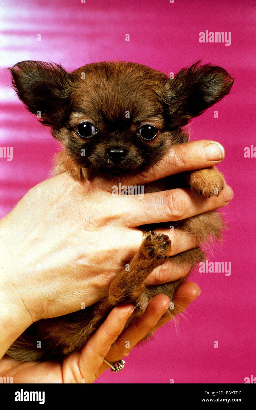 zoology / animals, mammal / mammalian, dogs, (canis lupus familiaris ...