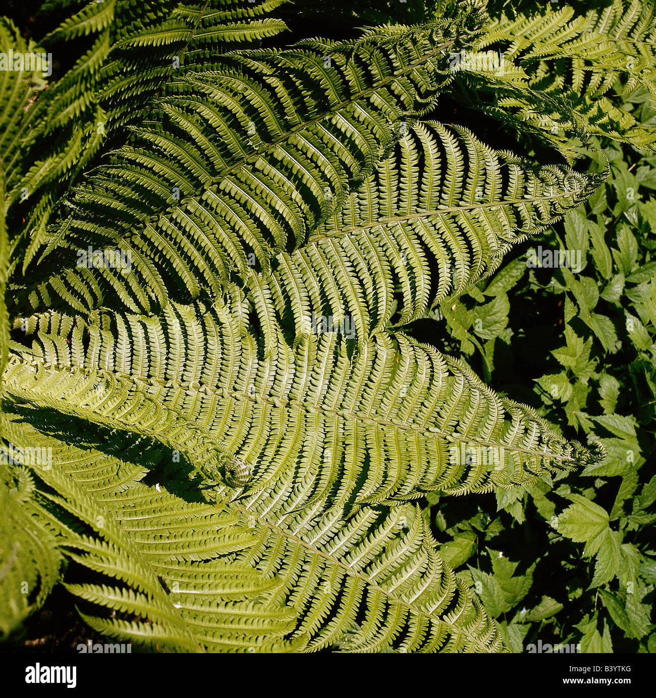 botany, Narrow Buckler Fern, (Dryopteris carthusiana), ferns, Flixmax ...