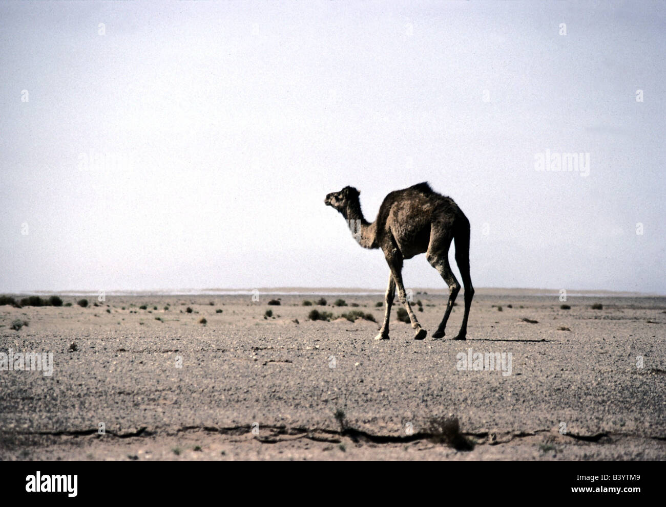 zoology / animals, mammal / mammalian, camels, dromedary, (Camelus ...