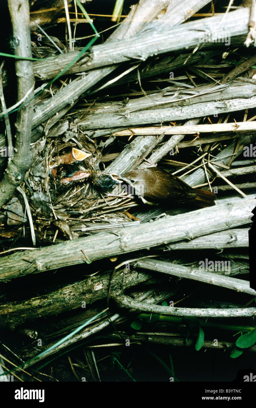 zoology / animals, avian / birds, Nightingale, (Luscinia megarhynchos ...