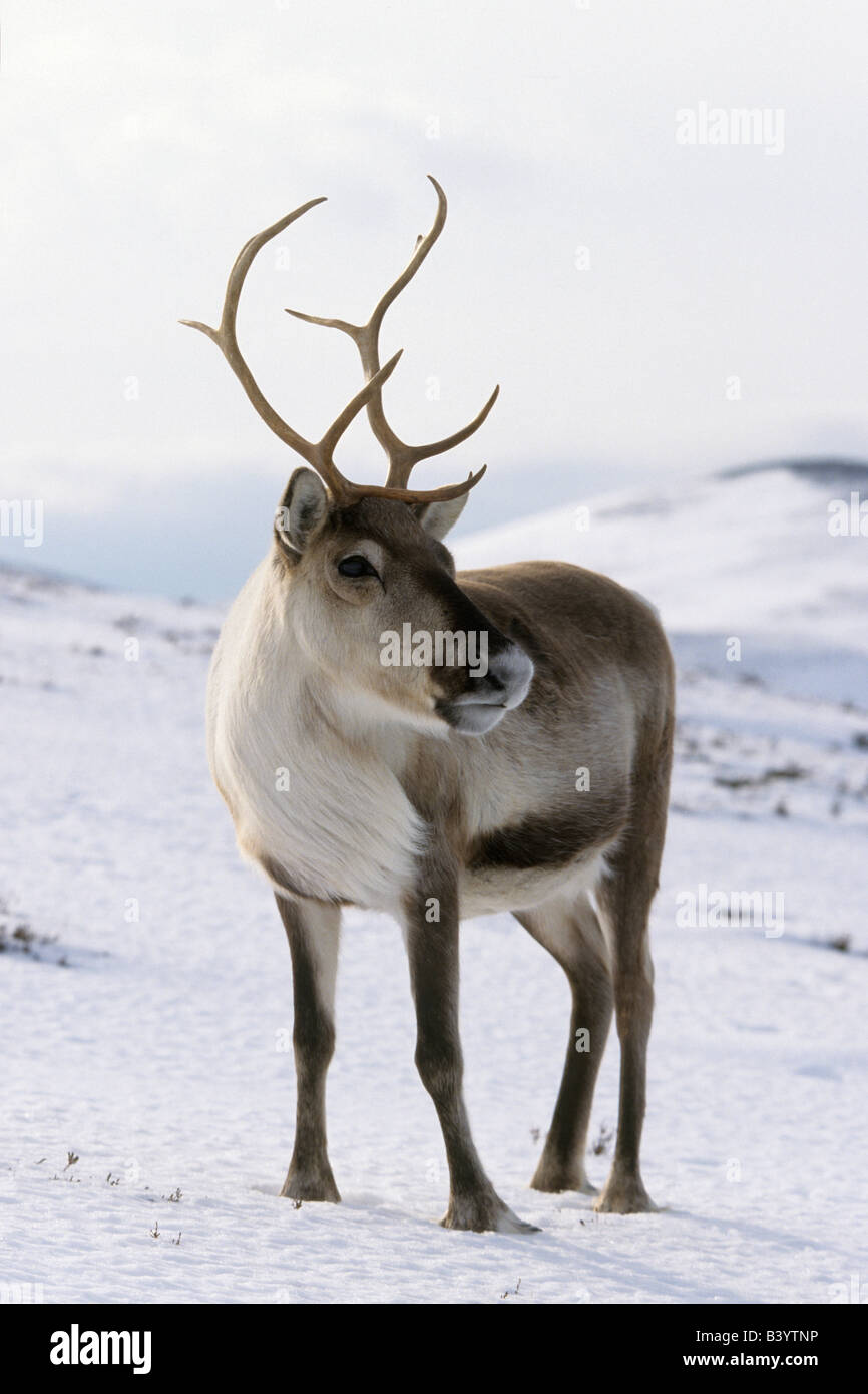 Reindeer (Rangifer tarandus) in snow Stock Photo - Alamy