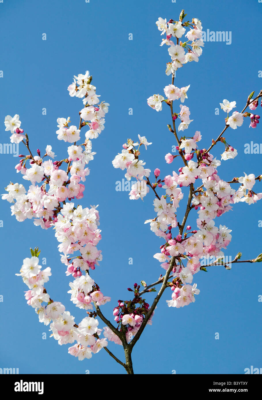 Blooming twig of a fruit tree Stock Photo - Alamy