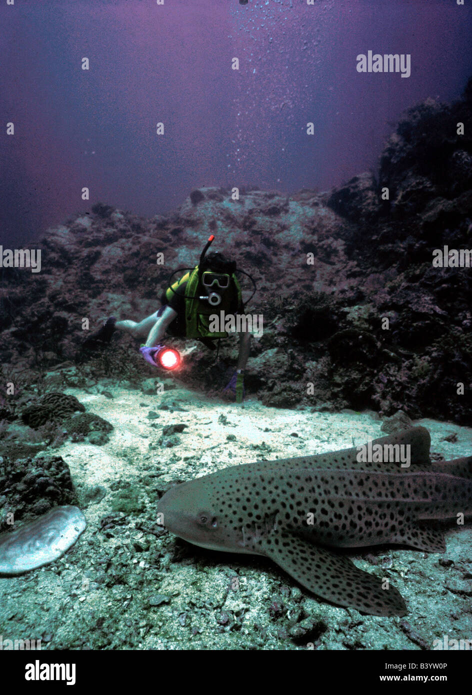 Zebra sharks red sea hi-res stock photography and images - Alamy