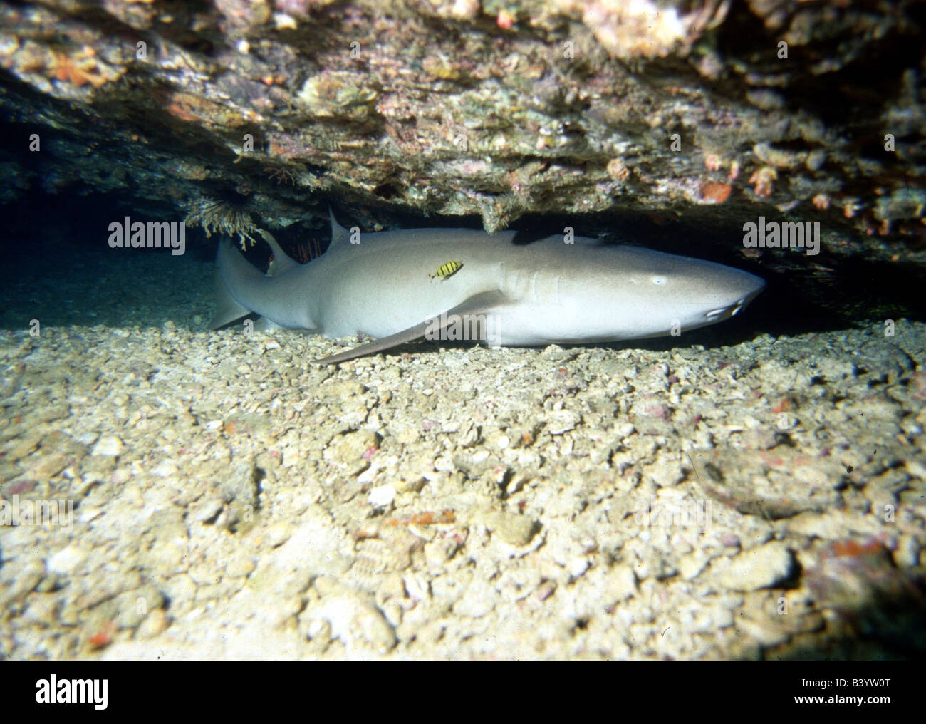 Resting sharks High Resolution Stock Photography and Images - Alamy