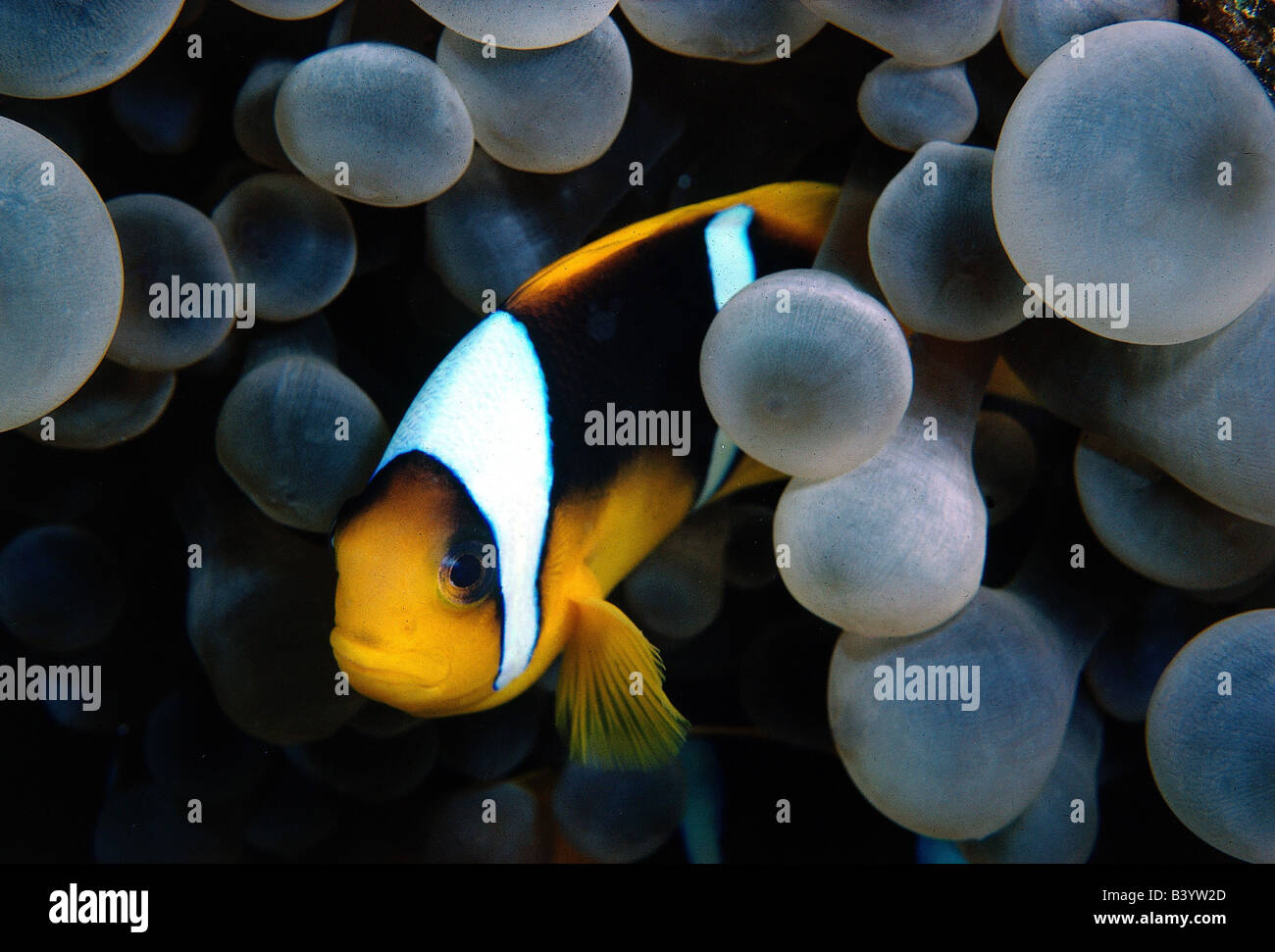 zoology / animals, fish, anemonefish, Two band anemonefish, (Amphiprion ...