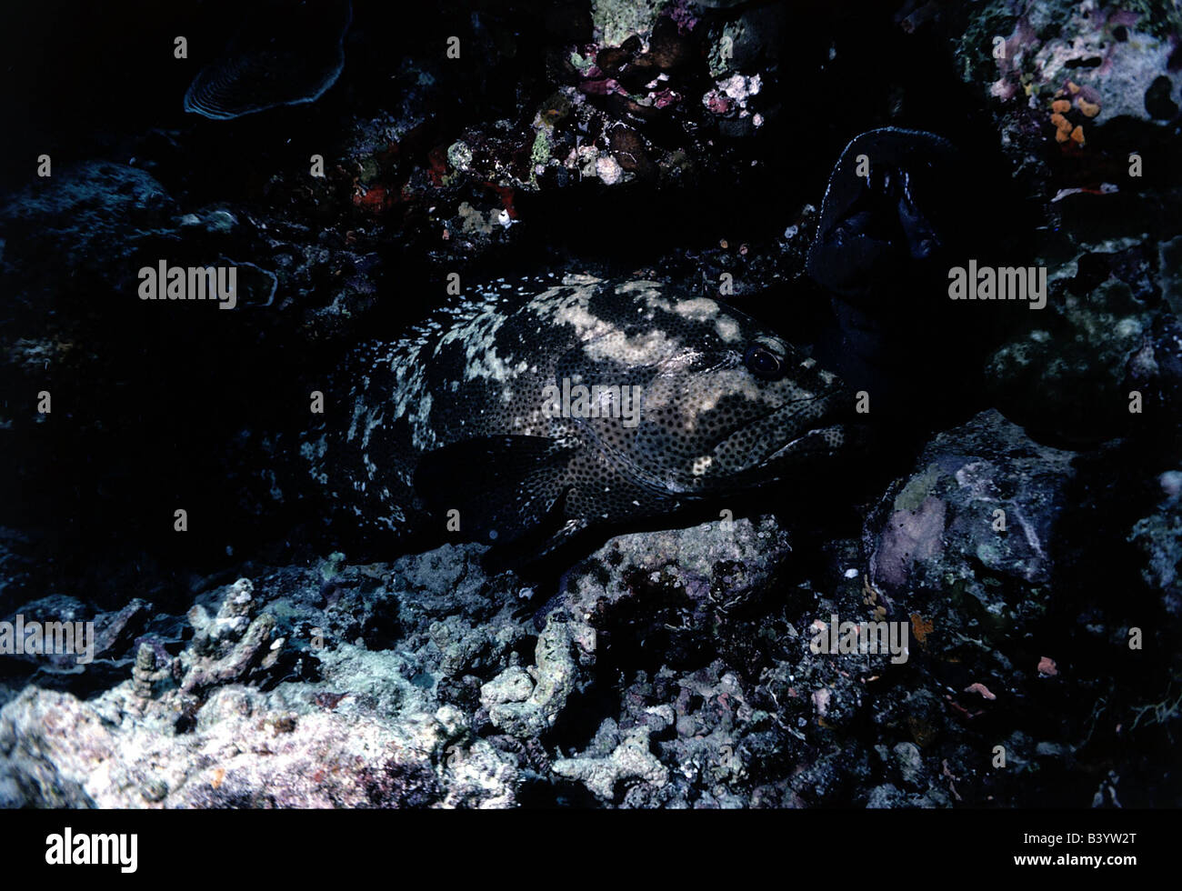 zoology / animals, fish, perches, Dusky grouper, (Epinephelus ...