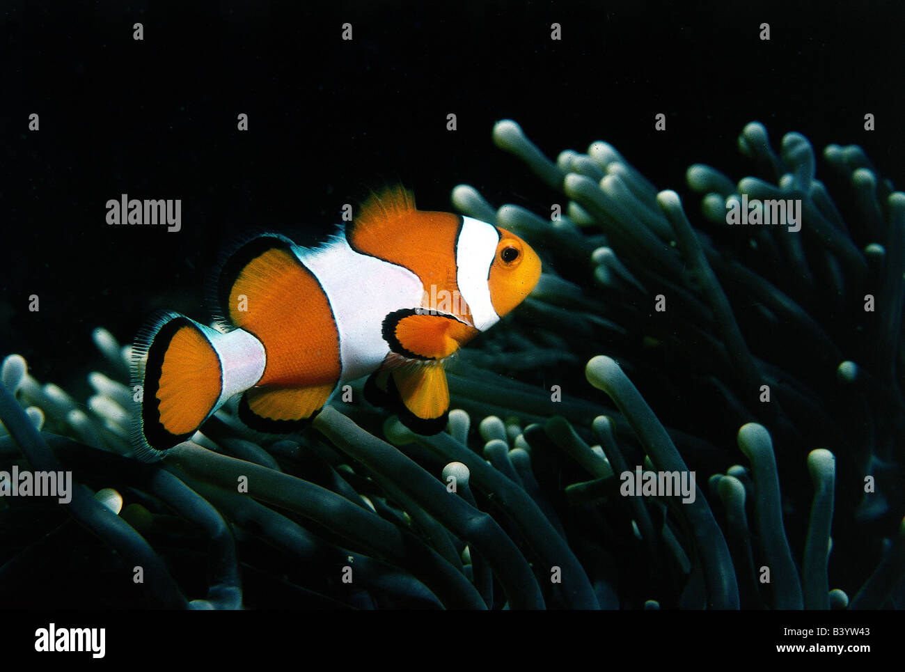zoology / animals, fish, anemonefish, Percula Clownfish, (Amphiprion ...