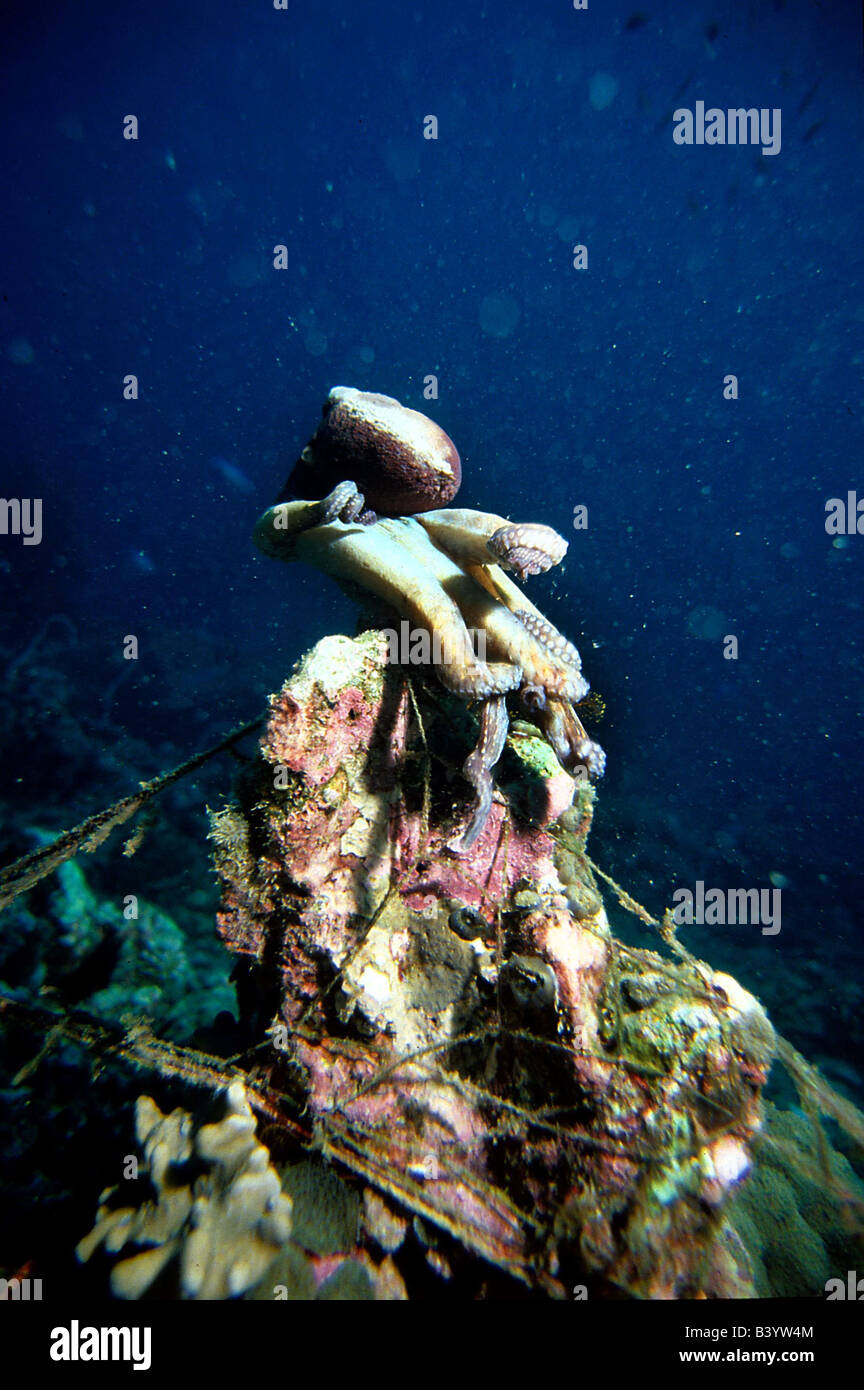 zoology / animals, mollusc, octopus, common, (Octopus vulgaris), lying ...