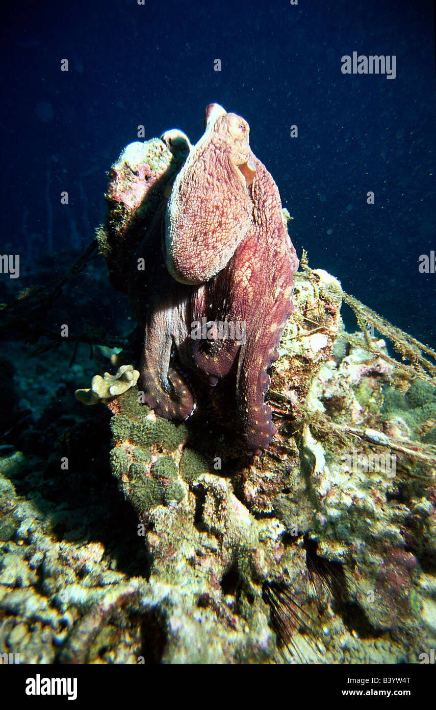 Worldwide tropical distribution hi-res stock photography and images - Alamy