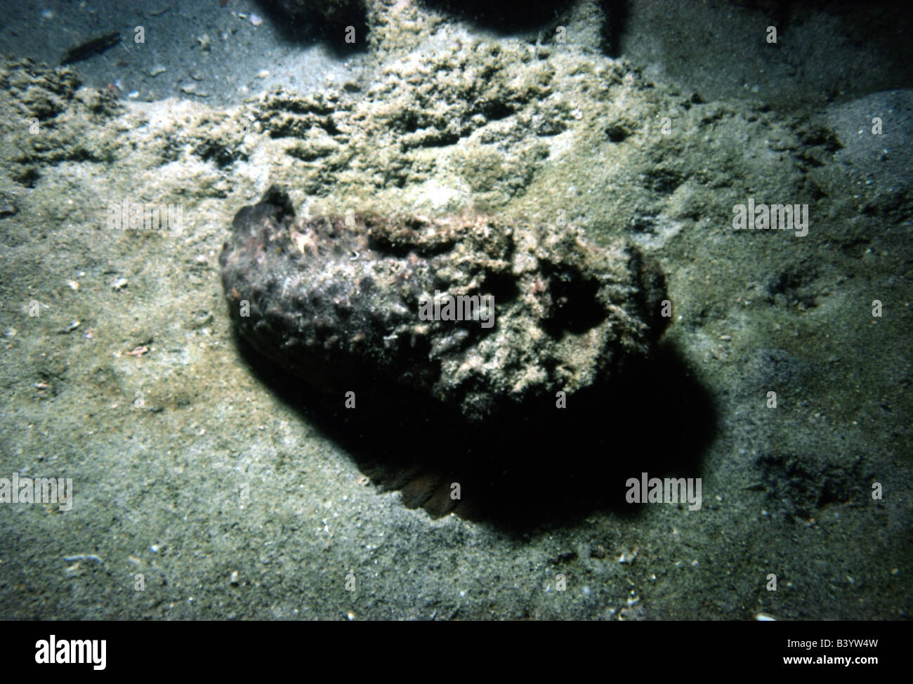 zoology / animals, fish, Stonefish, (Synanceia verrucosa), sea bottom ...