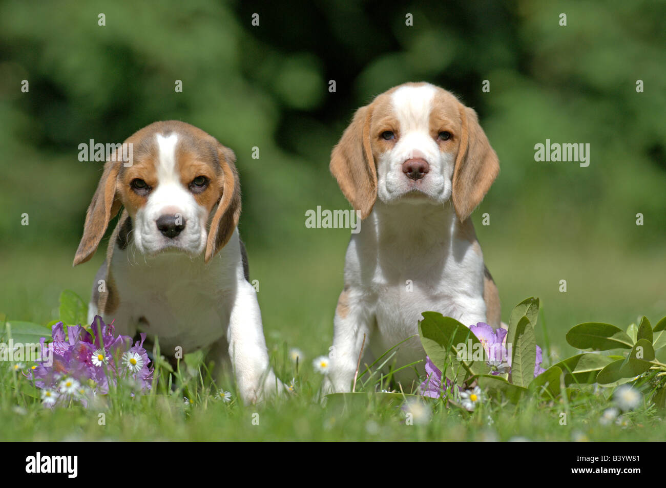 Two beagle dog puppies hi-res stock photography and images - Alamy