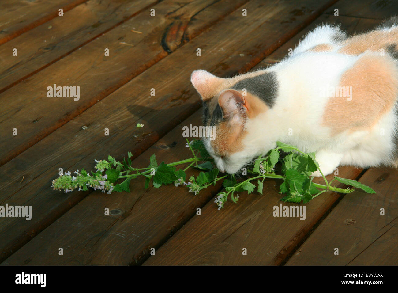 Calico cats hi-res stock photography and images - Alamy