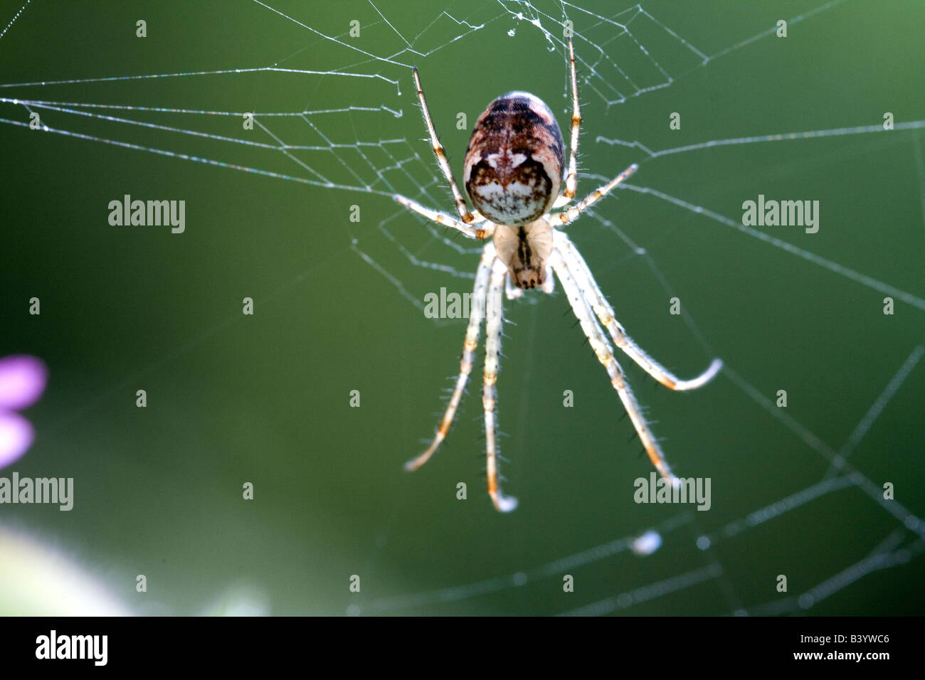 Spider, web hanging in sunlight Stock Photo - Alamy