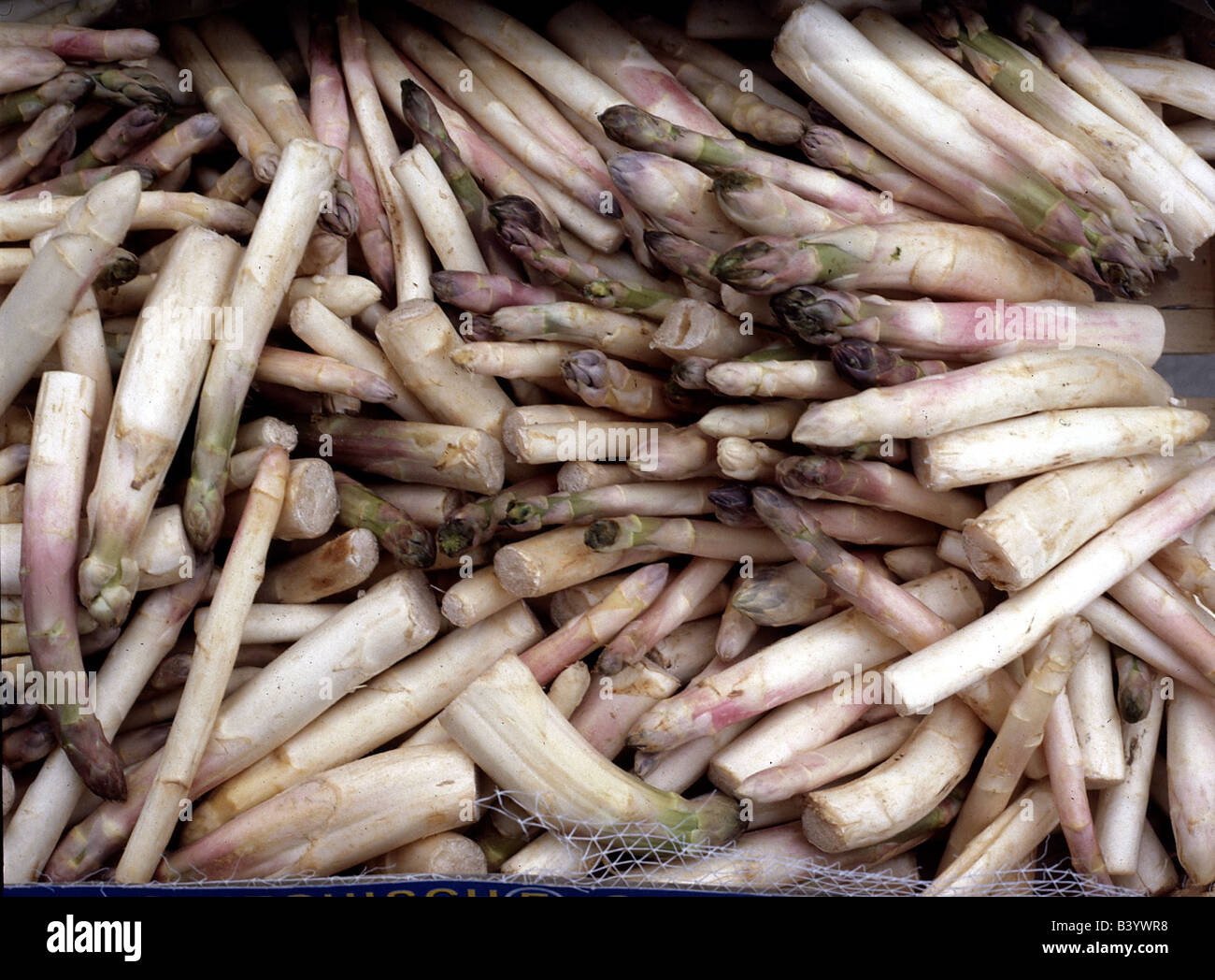 botany, sperage, (Asparagus), Asparagus officinalis, sparagos ...